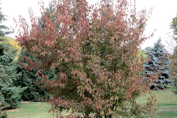 Acer- Flame Amur Maple – Rock Gardens