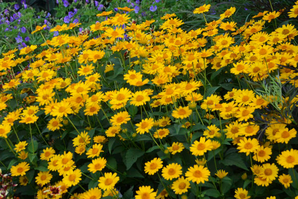 Heliopsis- Tuscan Sun – Rock Gardens