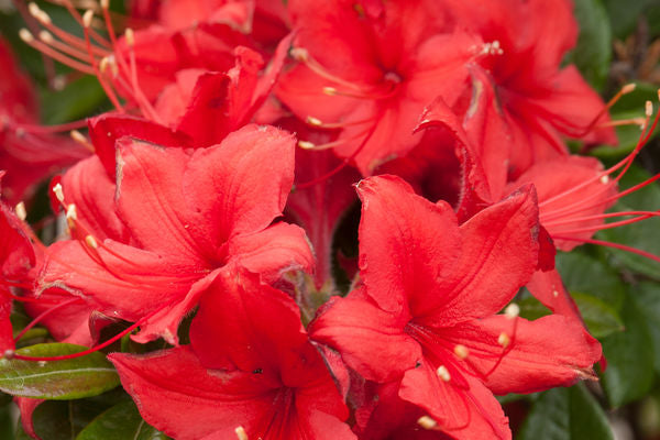 Electric Lights Azalea - Red – Rock Gardens