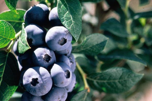 Chippewa Blueberry-1 Gallon – Rock Gardens