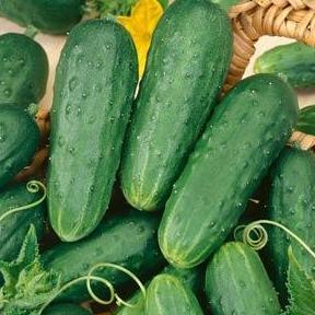 Cucumber Pickling- 4 Packs – Rock Gardens